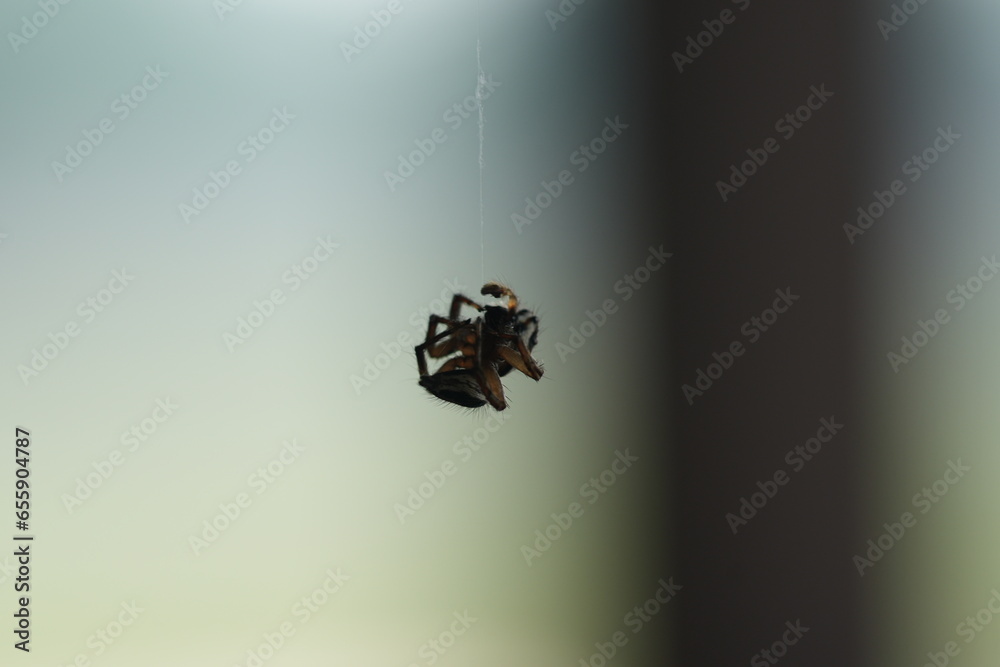 Cyclosa turbinata is a species of orb-weaving spider.These spiders are ...