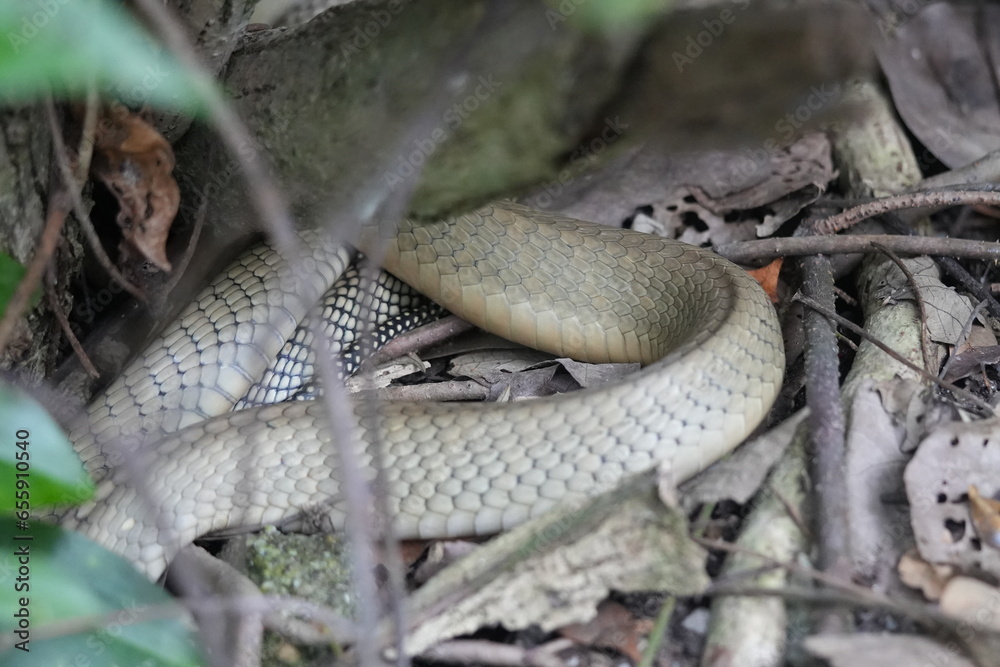 The king cobra (Ophiophagus hannah) is one of the world's most iconic ...