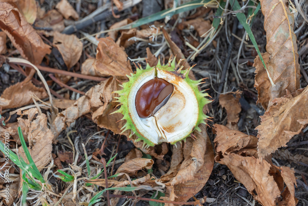 Spiky chestnut in green skin close up. Fruit tricuspid spiny capsule ...
