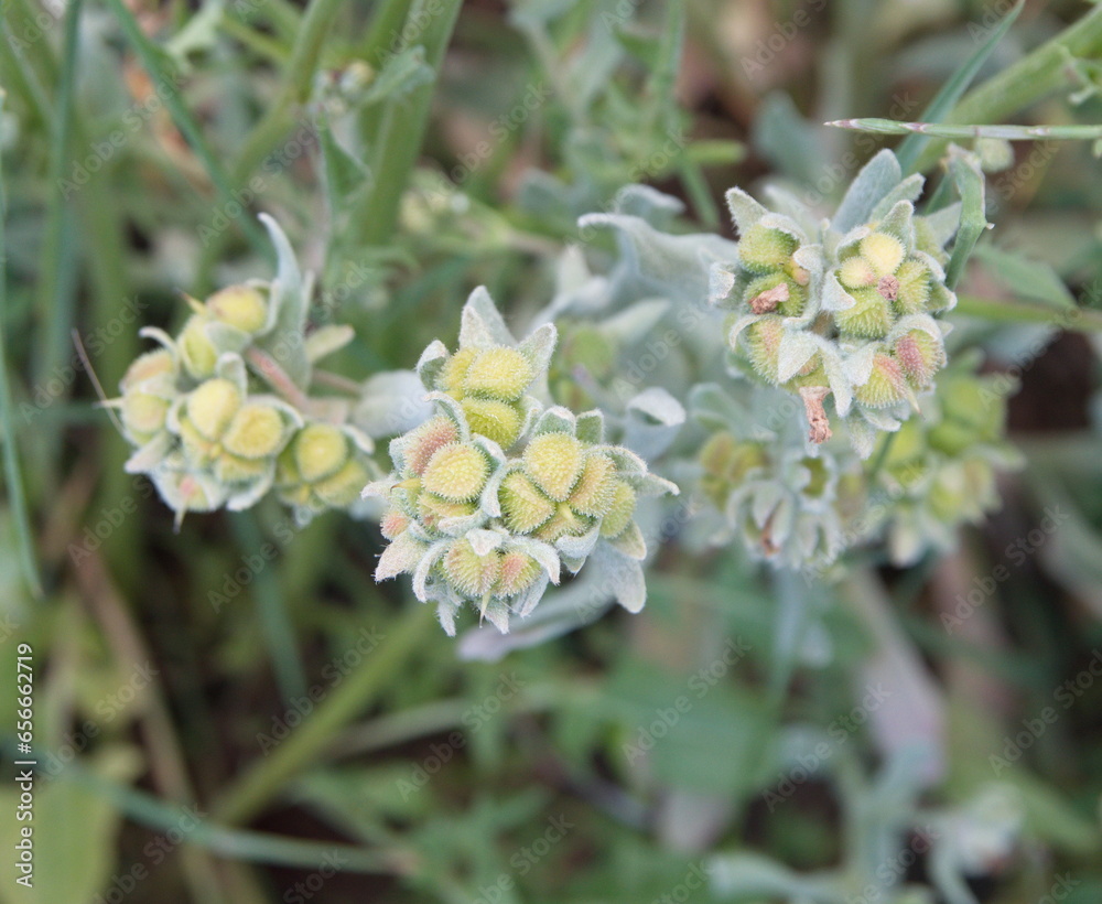 Cynoglossum officinale, houndstongue, houndstooth, dog's tongue, gypsy ...
