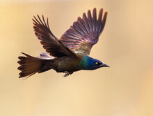 Common Grackle Bird Free Stock Photo - Public Domain Pictures