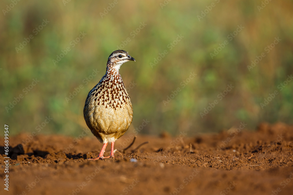 Crested Francolin front view ground level in Kruger National park ...