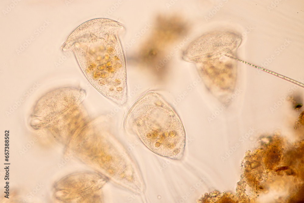 Study of Protozoa and Algae under the microscope for education. Stock ...
