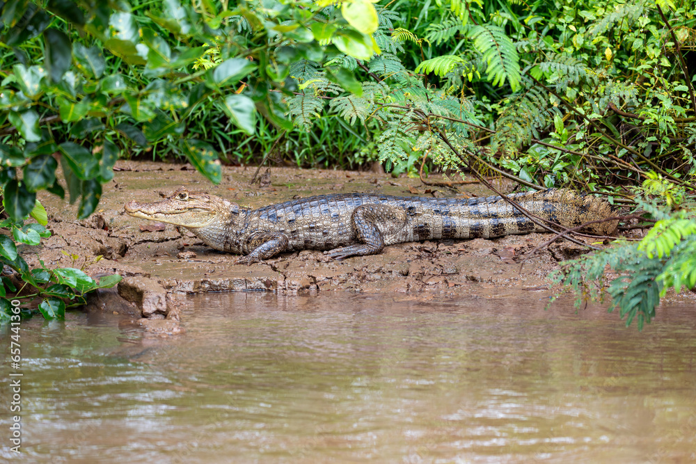 Spectacled caiman (Caiman crocodilus) or Common Caiman, crocodilian ...