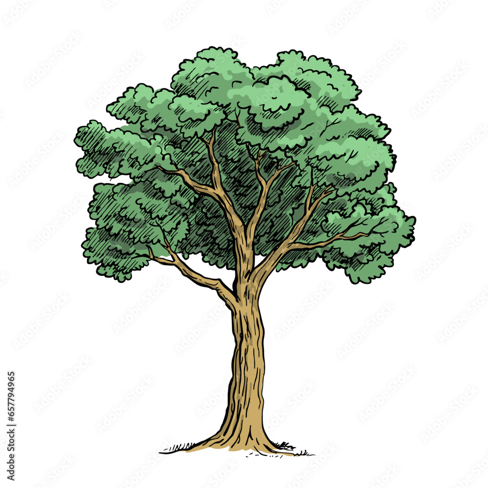 Tree with green foliage. Template element for design and decoration ...