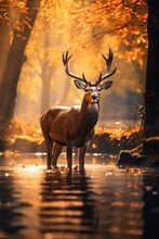 Autumn Fall Moose Free Stock Photo - Public Domain Pictures