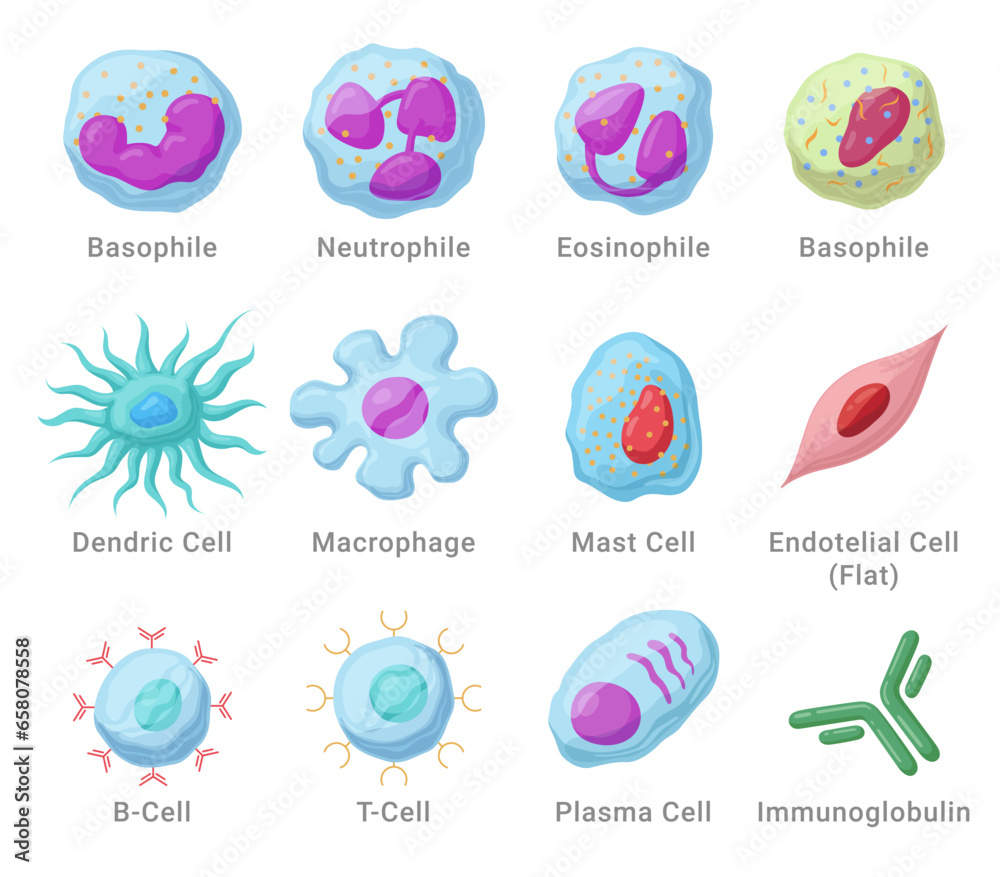 Immune system cells with names anatomical educational medical set ...