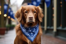 Hanukkah Dog Free Stock Photo - Public Domain Pictures
