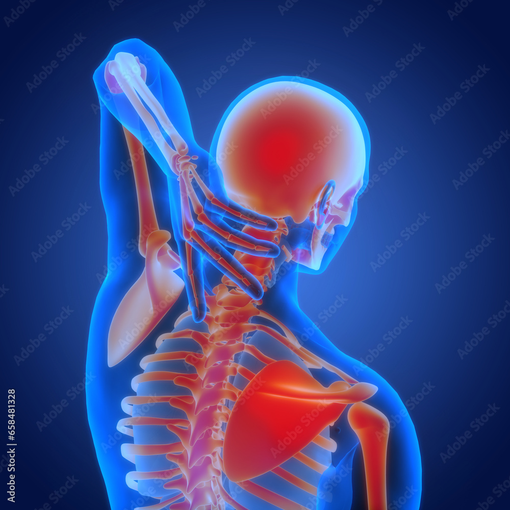 Human Skelton System Bone Joints Anatomy の Stock イラスト | Adobe Stock