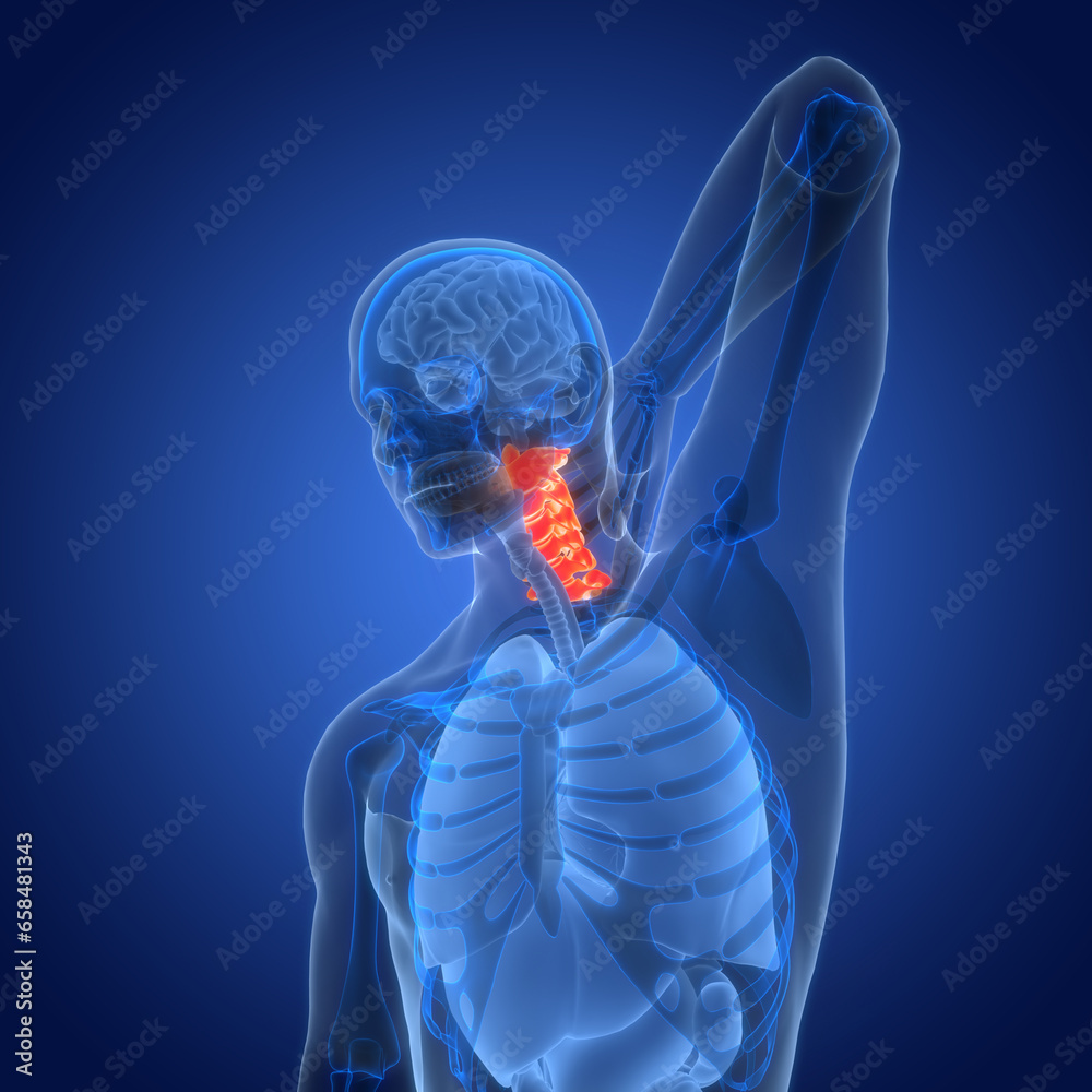 Ilustración de Stock Spinal Cord Vertebral Column Cervical Vertebrae of Human Skeleton System ...