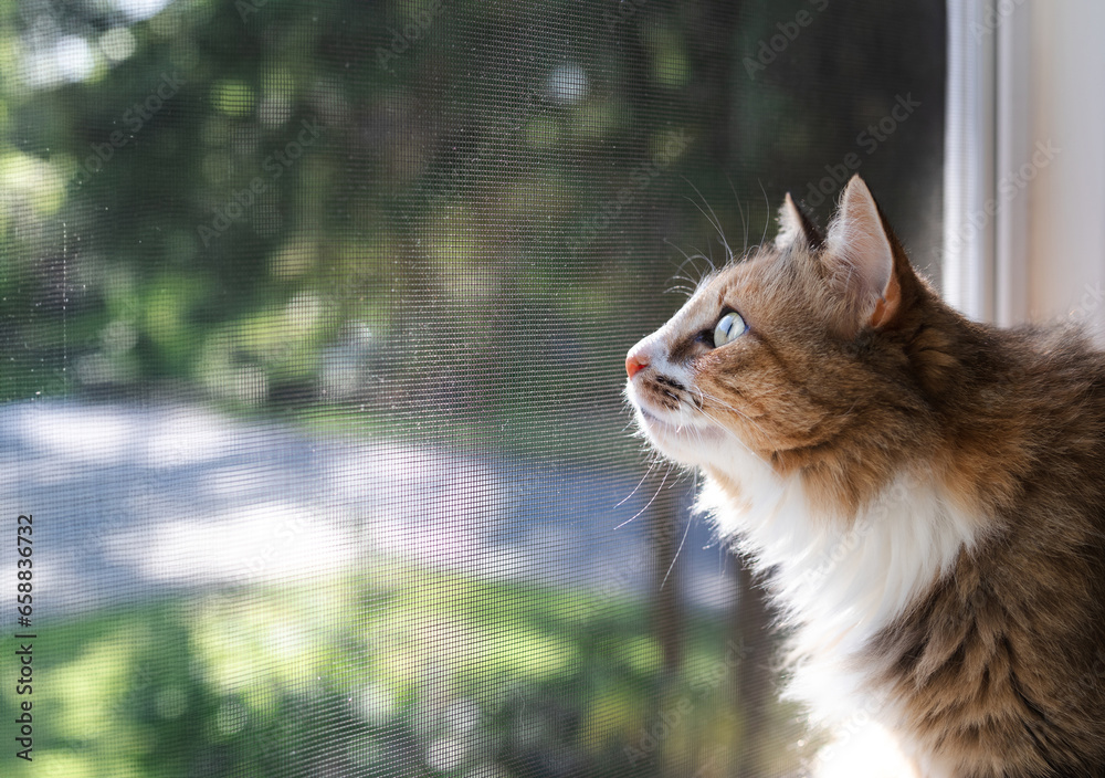 Indoor cat sitting in front of defocused black fly screen and foliage ...