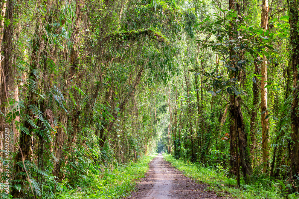 Tra Su forest - Melaleuca Cajuputi forest, a famous destination to ...