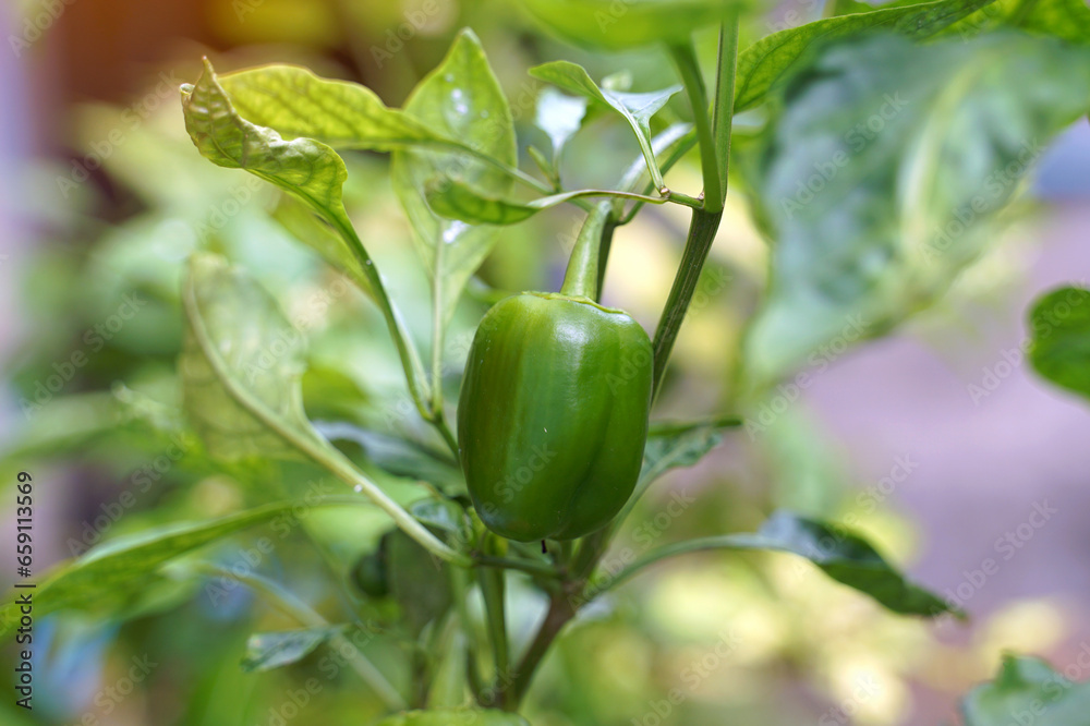Bell pepper plant grown in a pot. The fruit has a square to hexagonal ...
