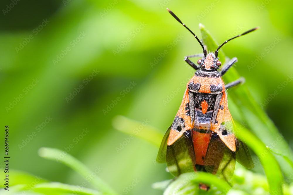 Top view of a scentless plant bug known as cinnamon bug or black and ...
