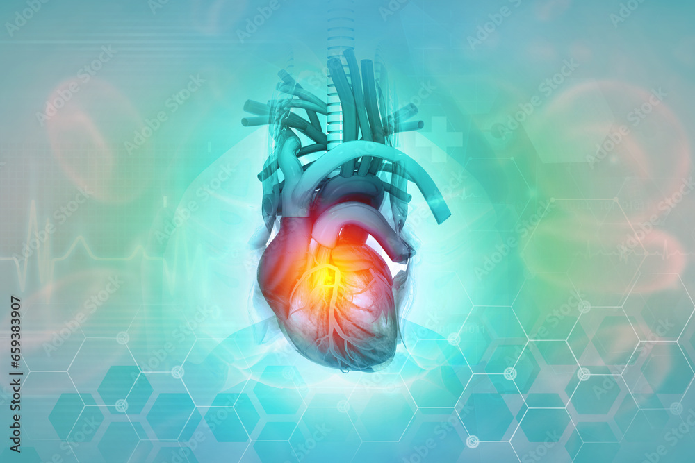 Anatomy of human heart. Cardio puls line. Structure and function of the ...