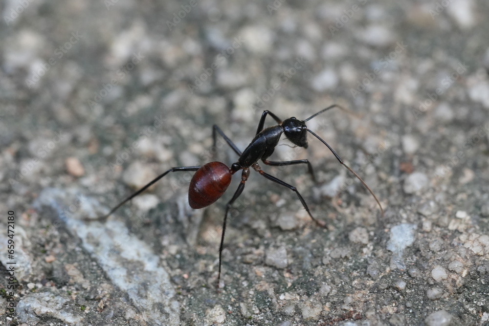 Dinomyrmex gigas, commonly known as the Giant Gliding Ant, is a ...