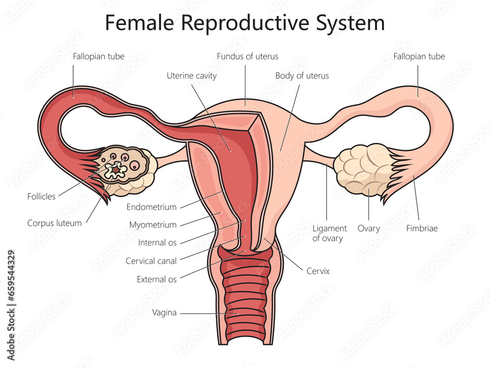 Female reproduction system structure diagram schematic raster illustration. Medical science ...