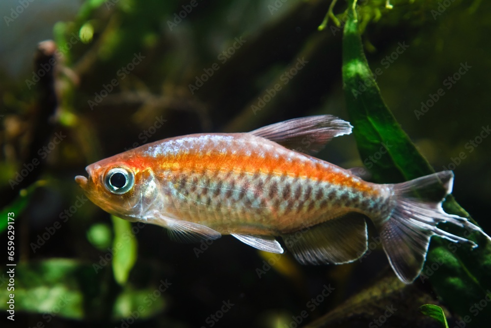 dwarf Congo tetra male in neon glowing color, African Congo river basin ...