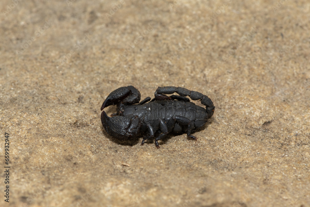 Drakensberg Creeper (Opisthacanthus validus) found in the Drakensberg ...