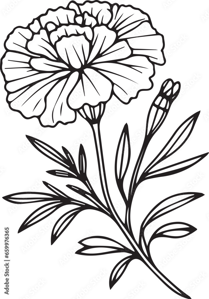 Topical marigold flower line drawing, marigold vector sketch line art ...