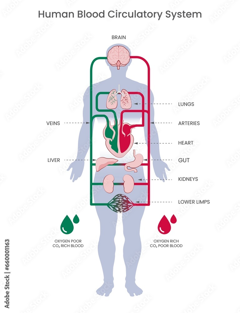 Human circulatory system and Blood circulates through arteries and ...