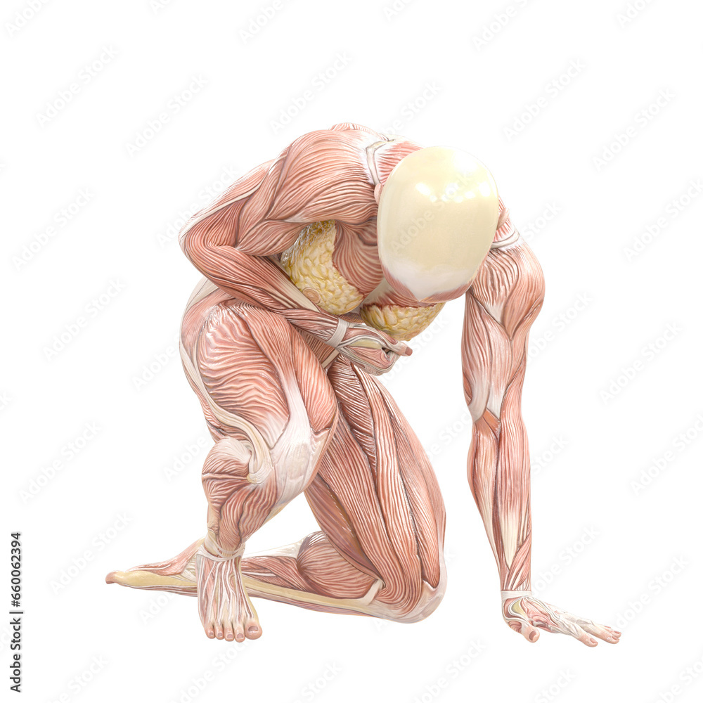 female swole muscle maps on a weak pose Stock Illustration | Adobe Stock