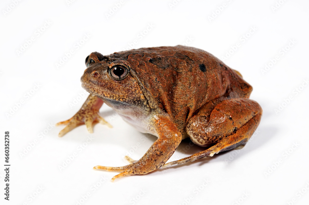 Stock-Foto „Malaysischer Ochsenfrosch // Burmese squat frog, blotched ...