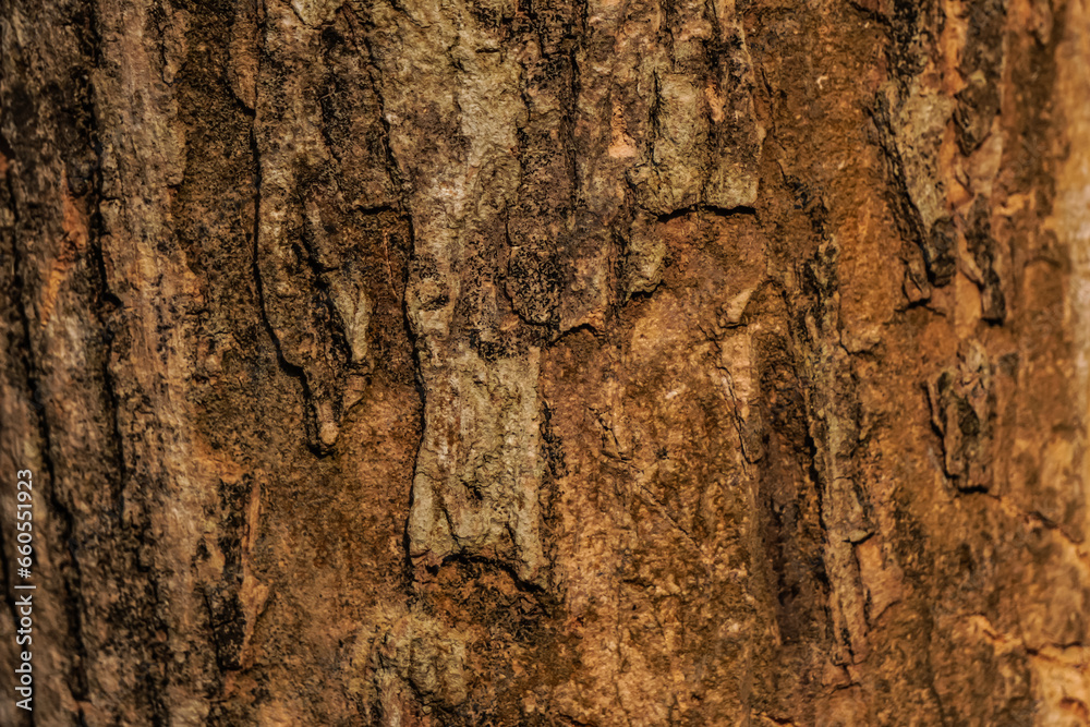 Relief texture of the brown bark of a tree with white spot fungal mold ...