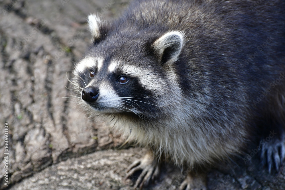 Animals - traditionally (since Aristotle) distinguished category of ...