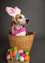 Easter Egg, Dog, Beagle Free Stock Photo - Public Domain Pictures
