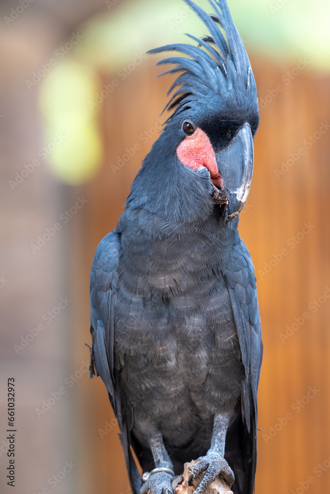 Close up of Probosciger aterrimus, The palm cockatoo or the goliath or ...
