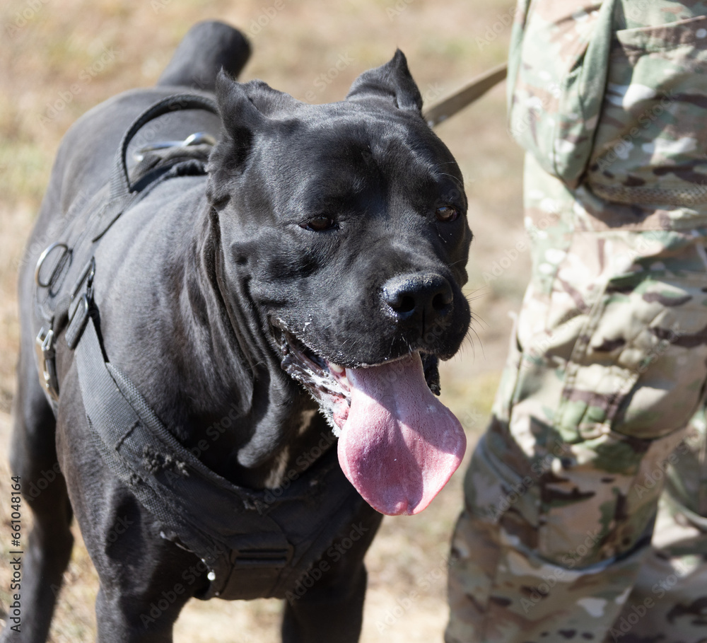 Portrait of an Italian Mastiff Cane Corso. Black and white Italian ...