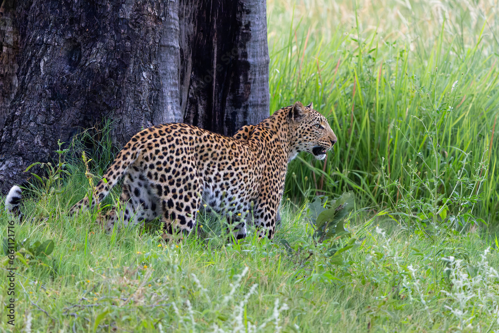 Leopard female in the green season. She was looking around for prey in ...