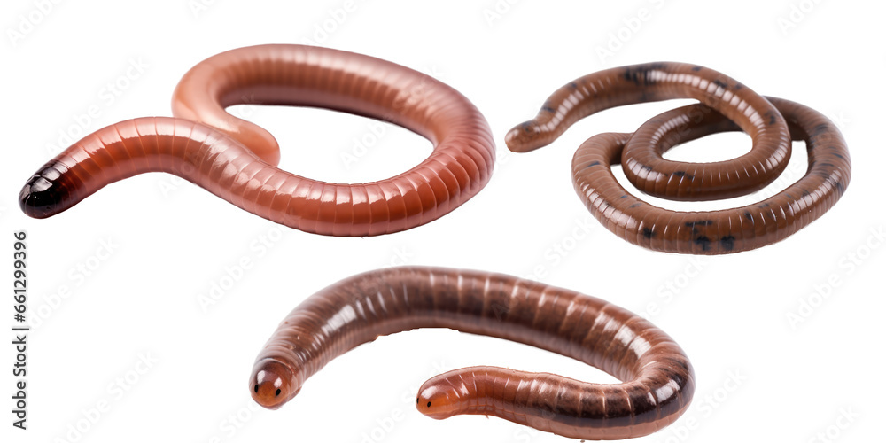 earthworm isolated on transparent background,transparency,set of ...
