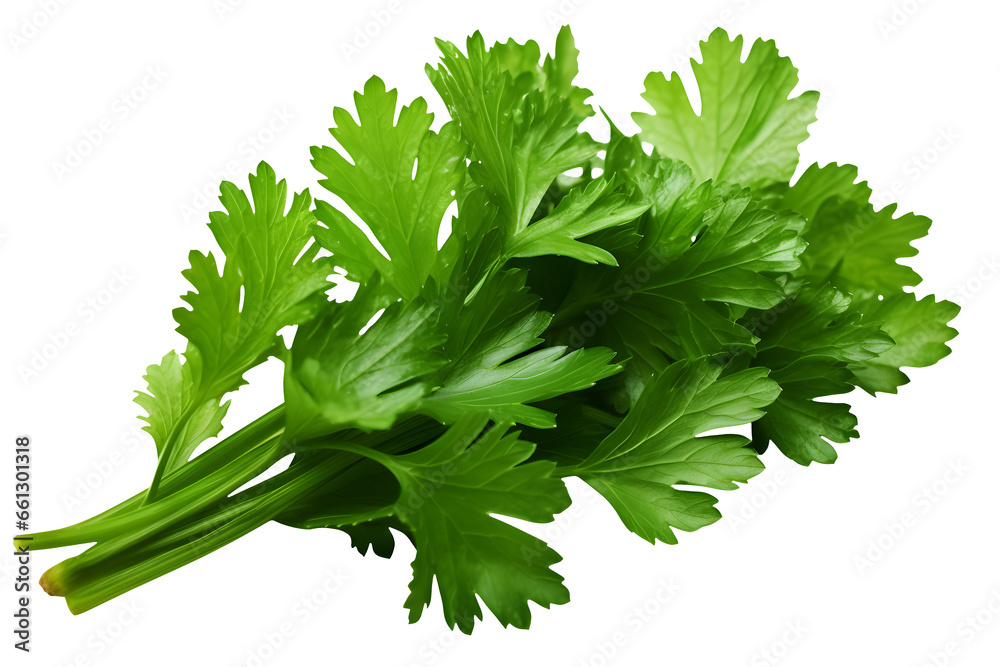bunch of coriander leaves, isolated over a transparent background ...