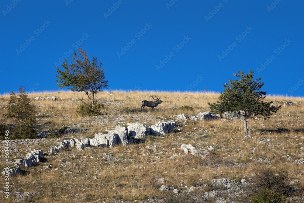 Male specimen of wild red deer in nature, also known as royal deer or ...