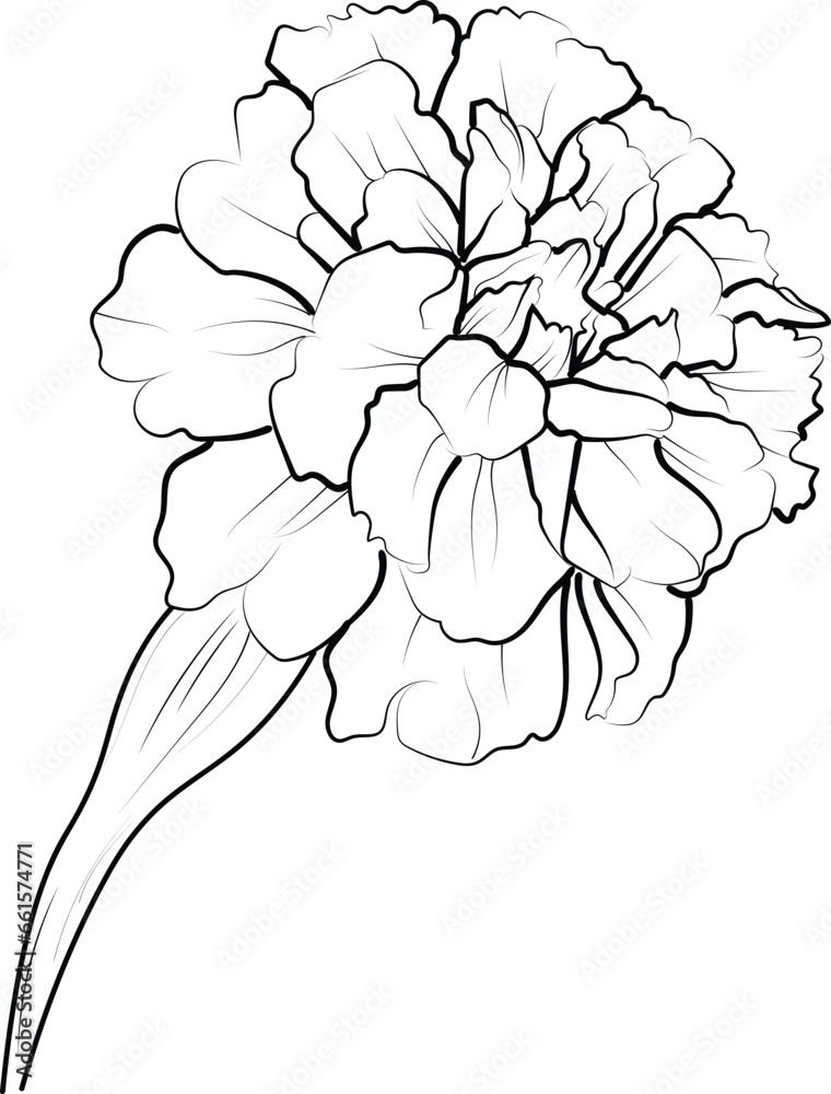 Marigold drawing, easy marigold flower drawing easy for kids, flower ...