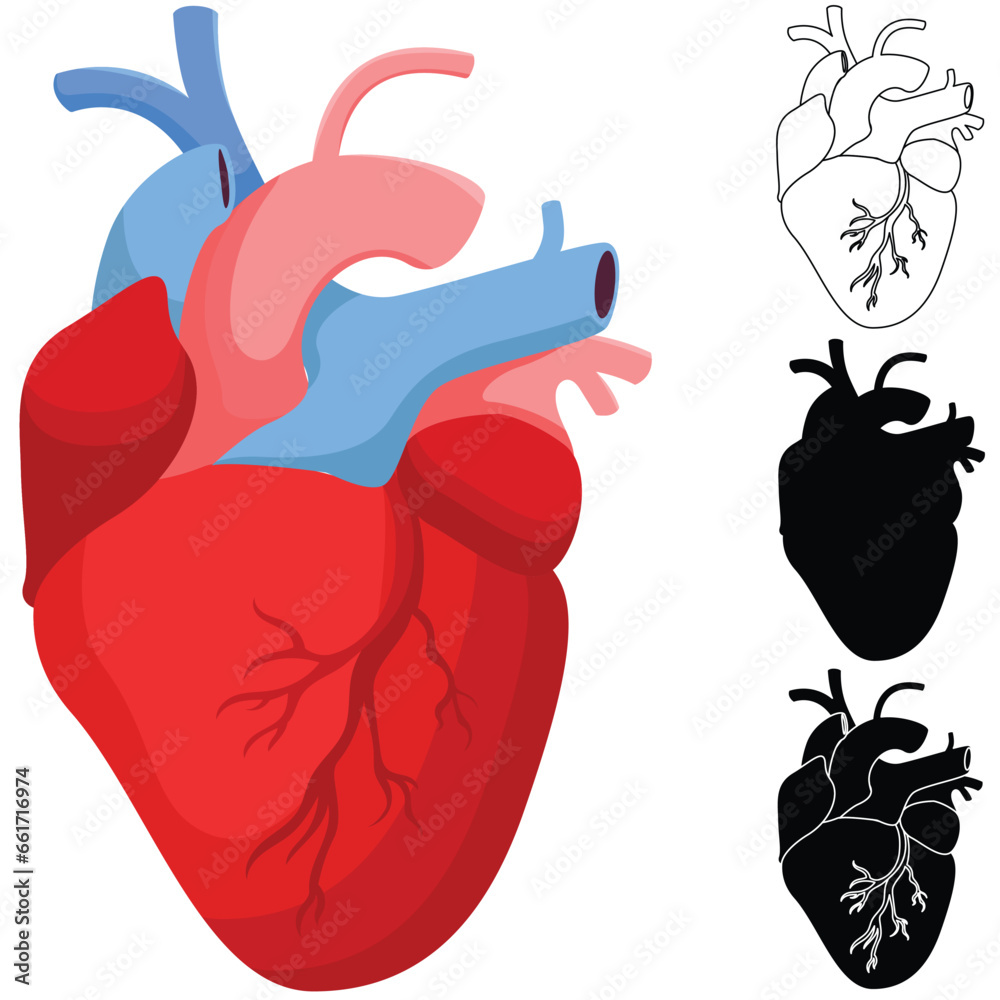 Set of human heart anatomy vector illustration. Heart organ clipart ...