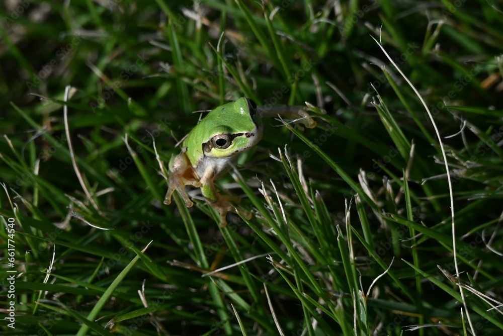 A Japanese tree frog ( Dryophytes japonicus ). They are arboreal frogs ...