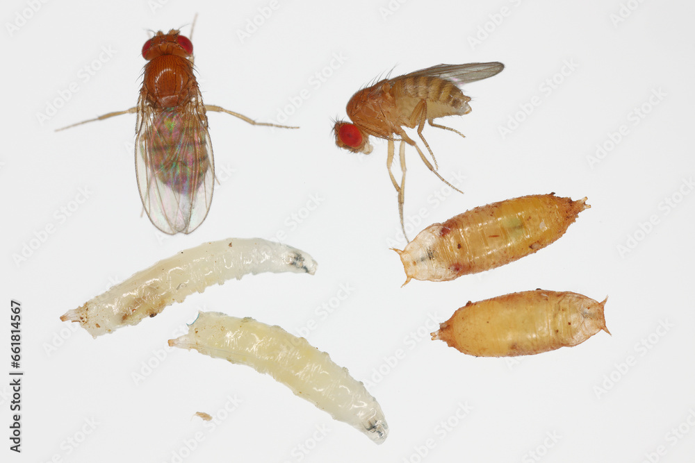 Vinegar Fly Fruit Fly Drosophila Melanogaster All Life Stages Egg
