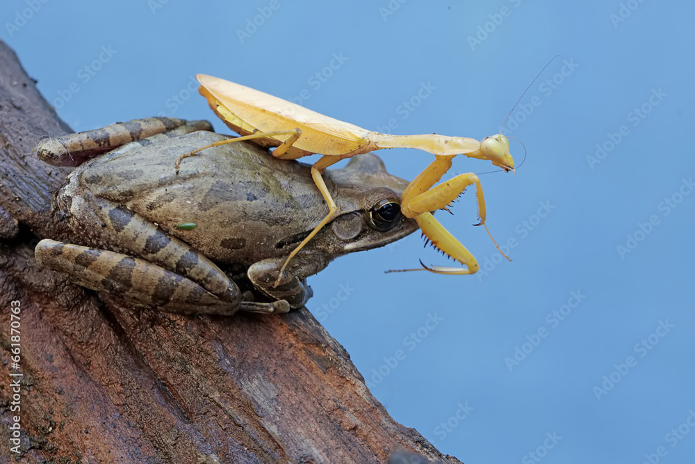 A common tree frog is ready to prey on a yellow praying mantis on a dry ...