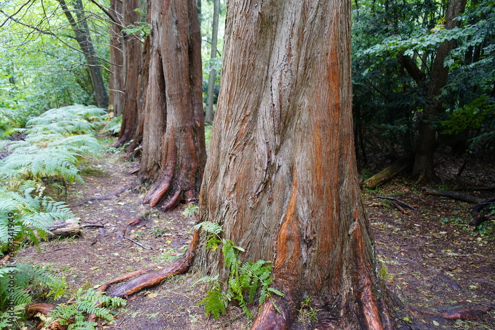Metasequoia glyptostroboides, the dawn redwood, is a fast-growing ...