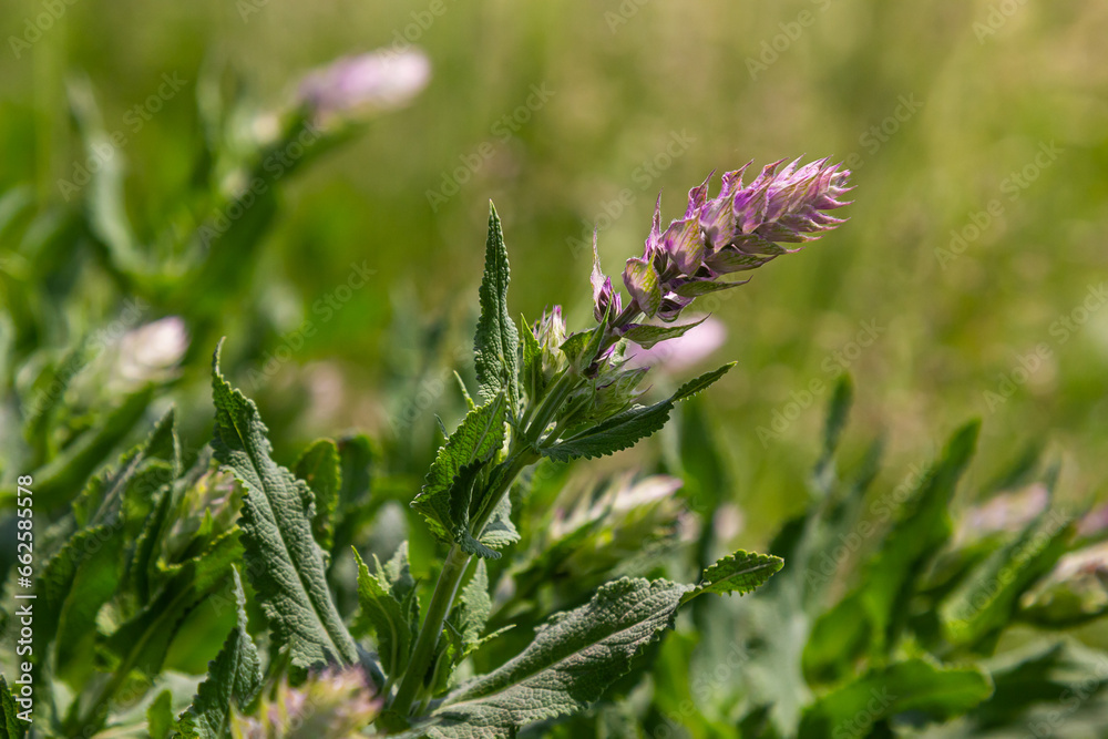 Melampyrum arvense, commonly known as field cow-wheat, is an herbaceous ...