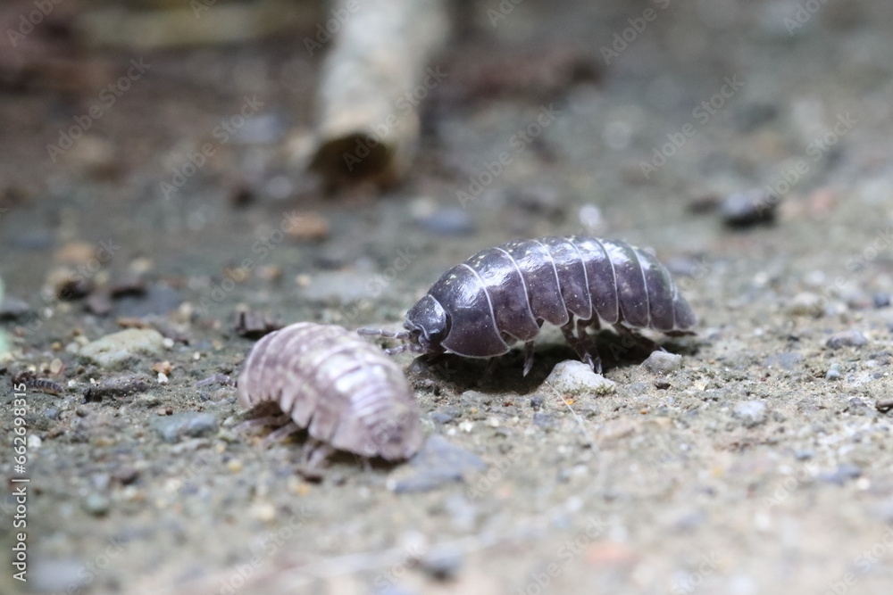 Close-up of Roly poly の Stock フォト | Adobe Stock