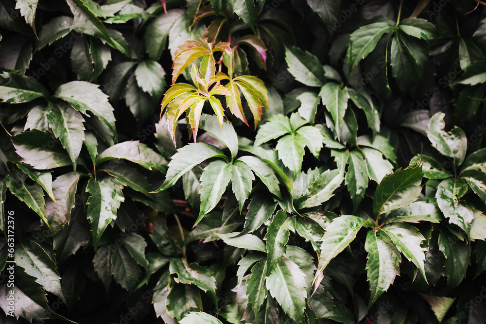 Climber plant background. Creeper plant texture. Gedge bush pattern ...