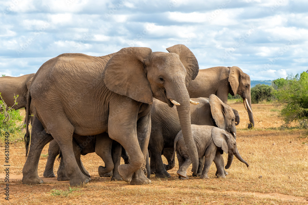 Elephant herd walking in the green season in a Game Reserve in the Tuli ...