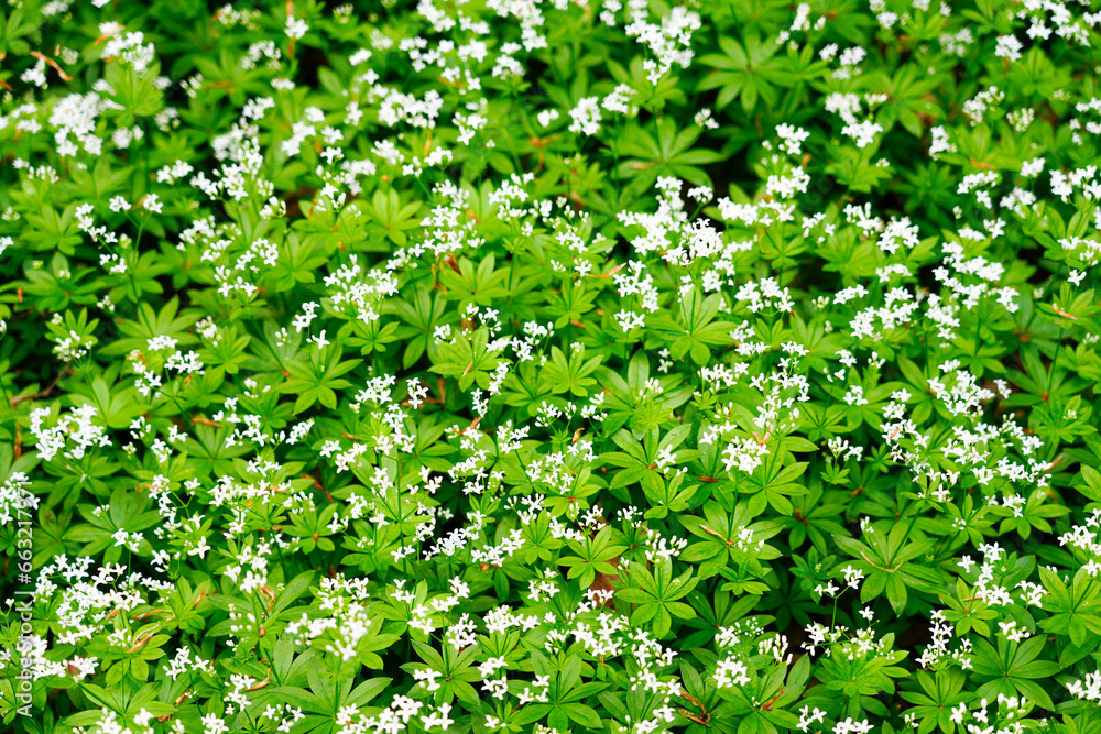 White woodruff flowers. Flowering plant close-up. Galium odoratum ...