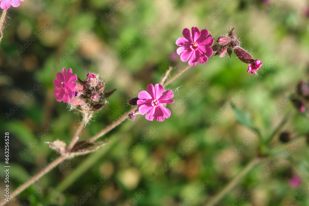Silene dioica (syn. Melandrium rubrum), known as red campion and red ...