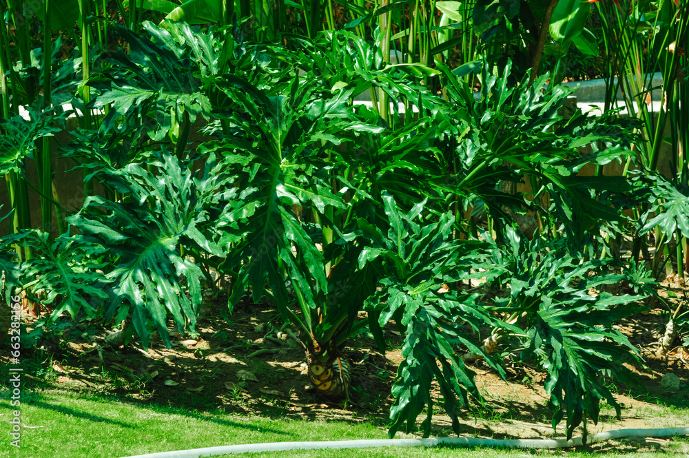 Tropical Houseplant With Large Deeply Lobed Leaves Of Philodendron ...