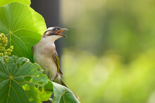 White Vented Bulbul Free Stock Photo - Public Domain Pictures